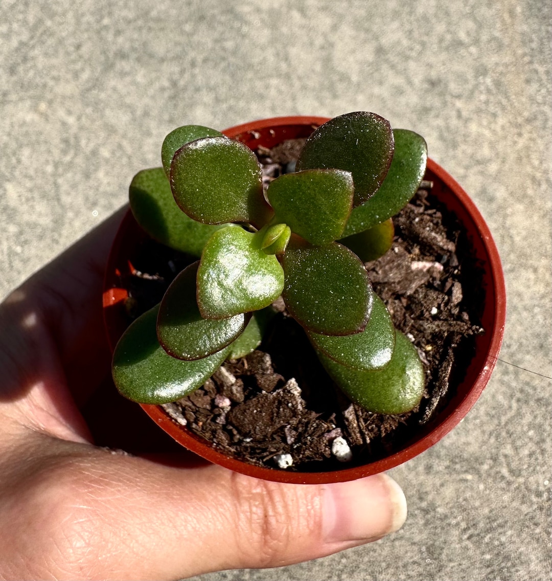 Jade Succulent Plant in 2.75” Pot - Etsy