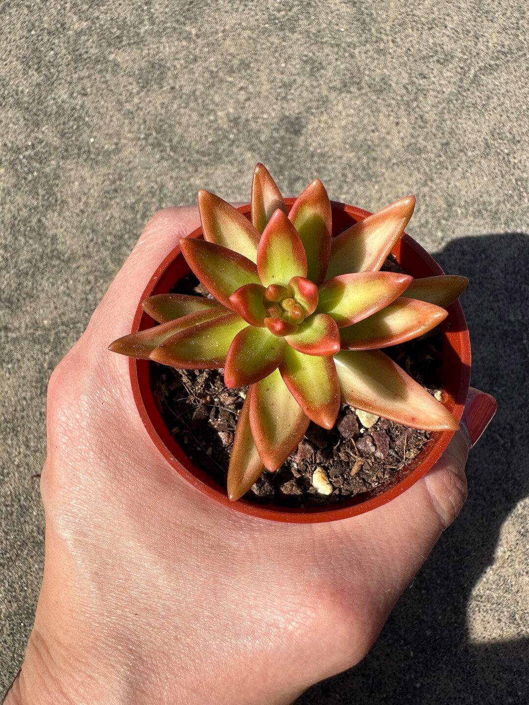 Sedum Adolphi 'firestorm' Succulent Plant in 2.75” Pot - Etsy