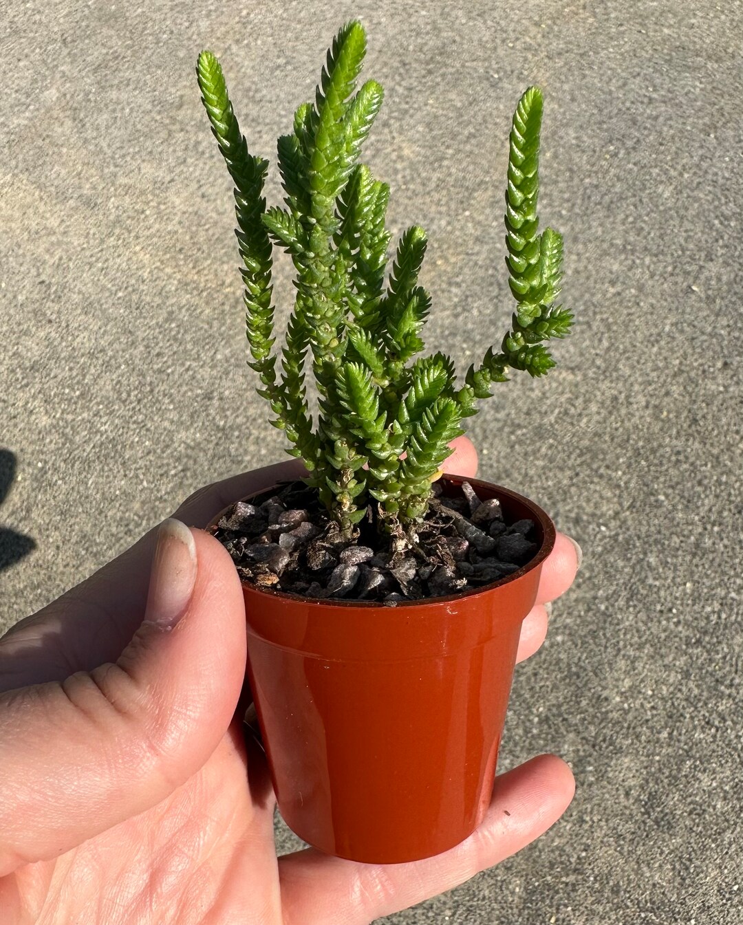 Crassula Muscosa “watch Chain” Succulent Plant in 2” Pot | Great Air ...