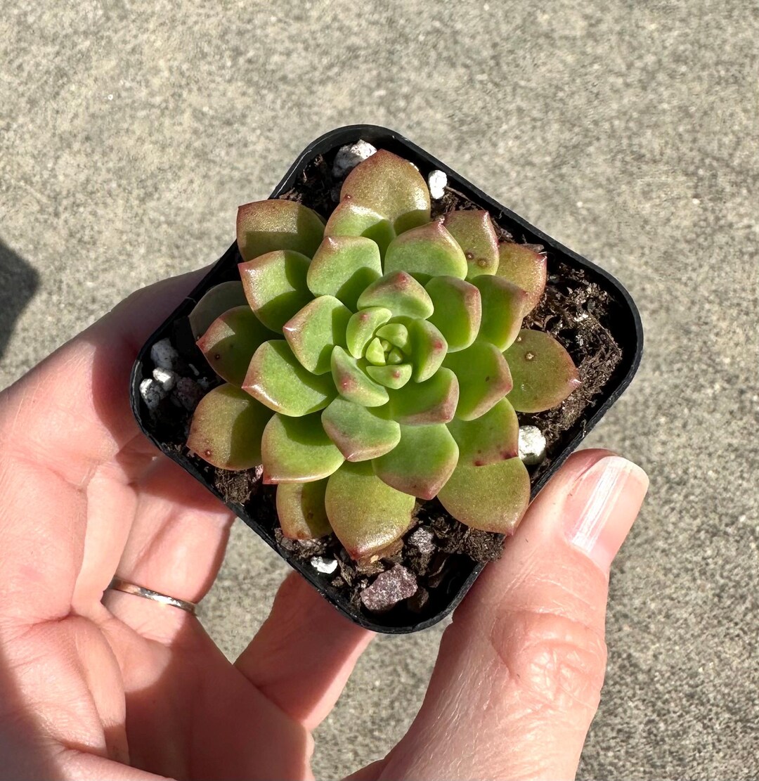 Sedeveria Markus Succulent Plant in 2” Pot - Etsy