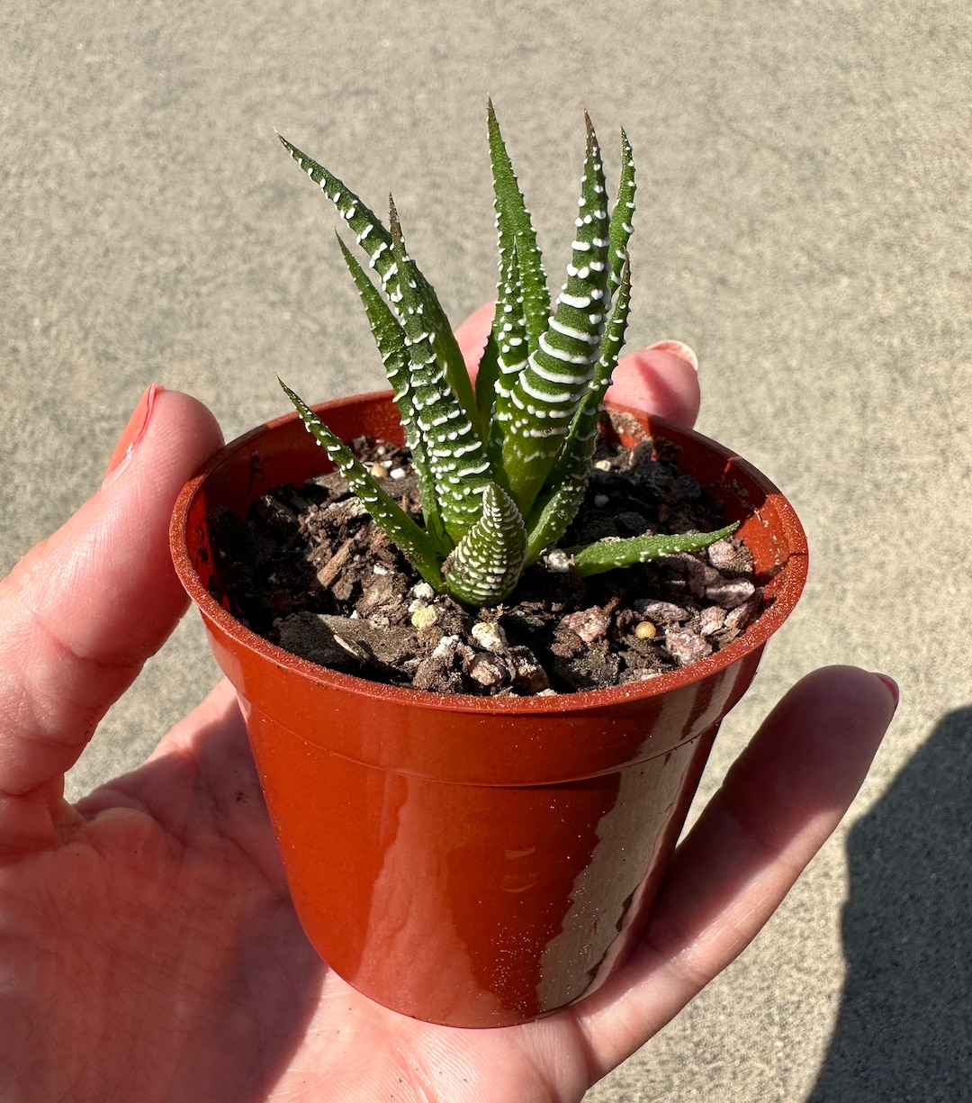 Zebra Haworthia ‘zebra Plant’ Haworthiopsis Fasciata Succulent in 2.75 ...