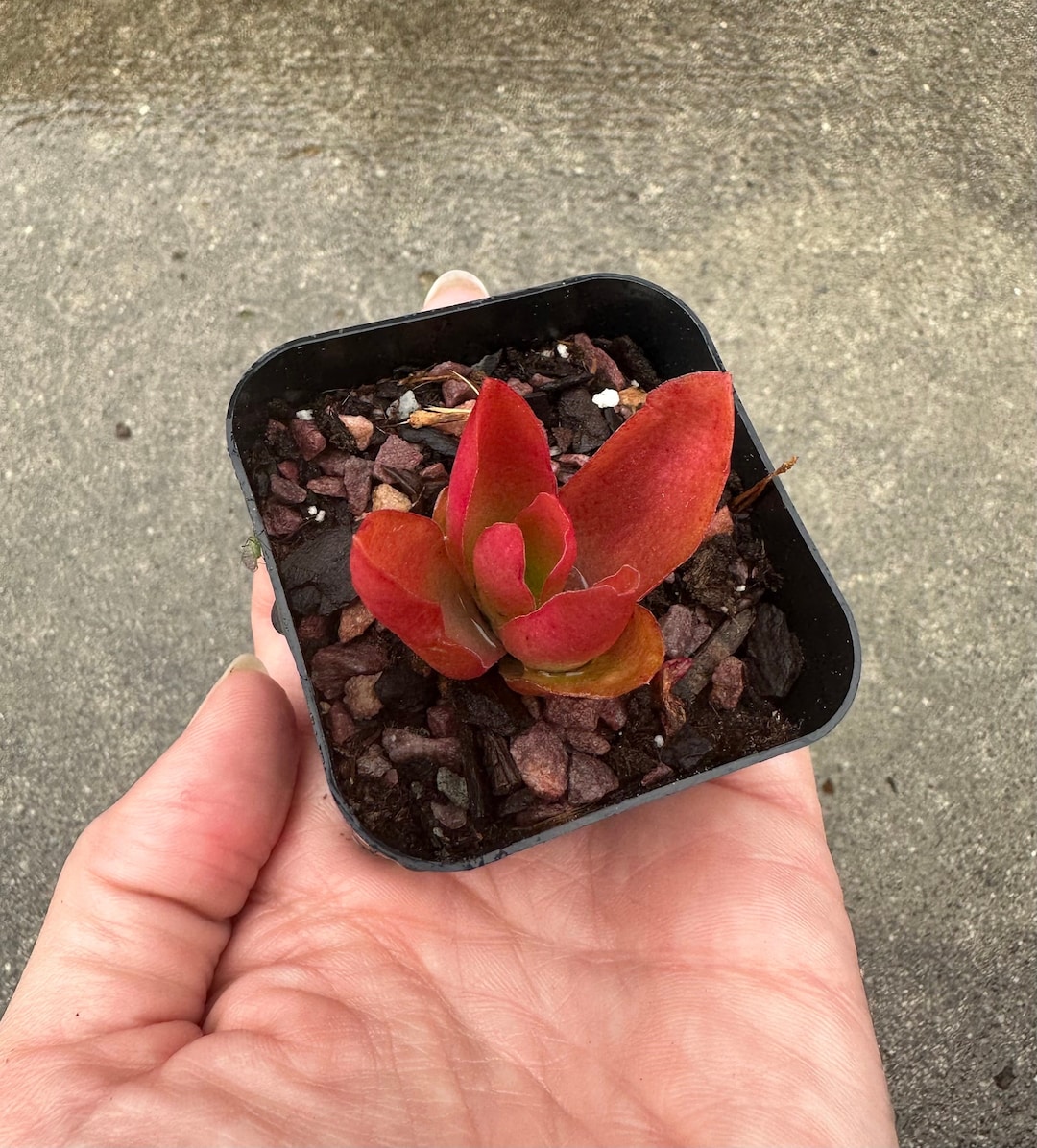 Crassula Capitella 'campfire' Succulent Plant in 2” Pot - Etsy