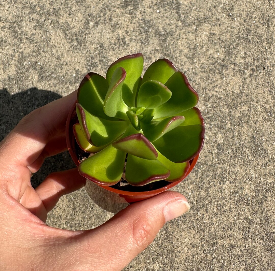 Sedum Dendroideum (tree Stonecrop) Succulent Plant in 2.75” Pot - Etsy