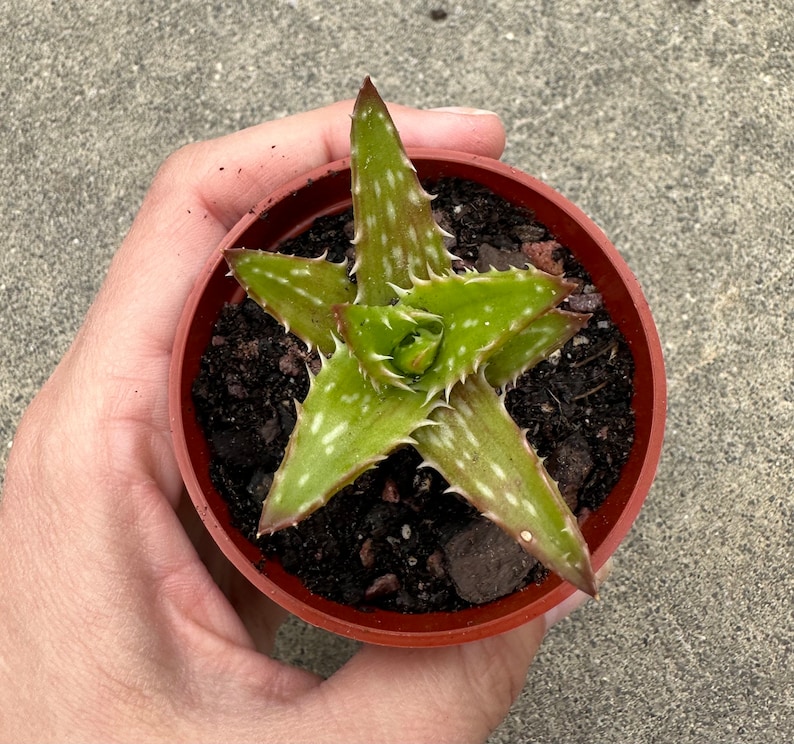 Aloe Juvenna ‘tiger Tooth Aloe’ Succulent Plant in 2.75” Pot - Etsy