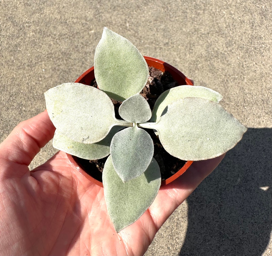 Silver Teaspoons Kalanchoe Bracteata Succulent in 2.75” Pot - Etsy