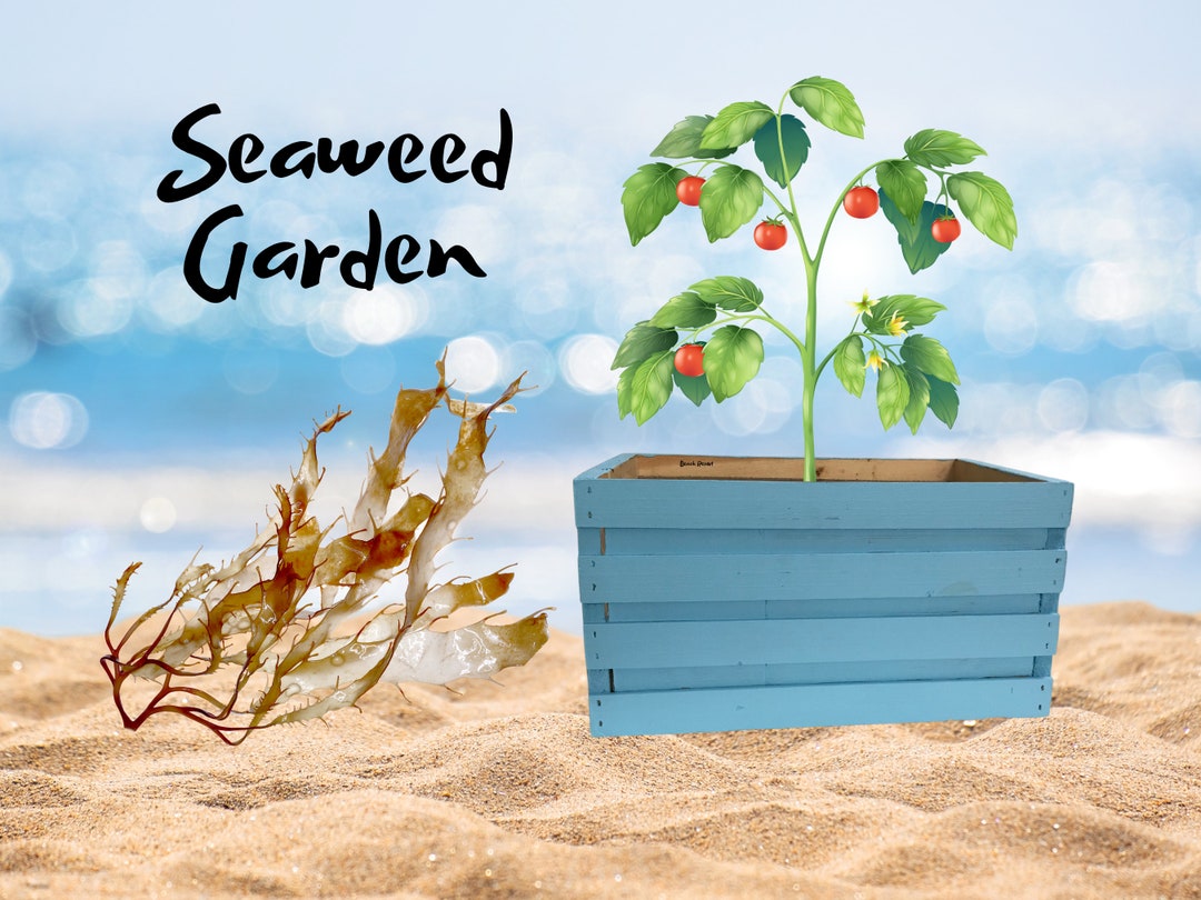 Ocean Seaweed Compost Garden Kit - Includes Seaweed, Garden Box ...