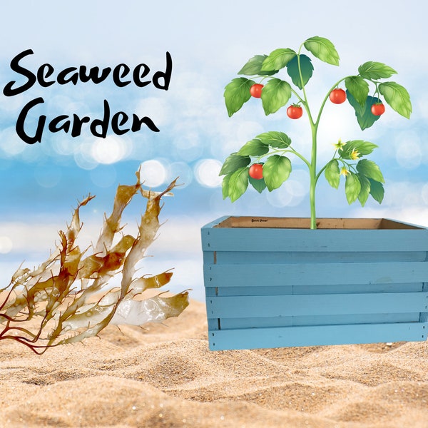 Seaweed Boxes - Etsy