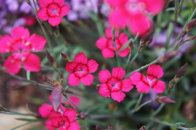 Dianthus Maiden Pink Seeds, Pink Flower, Spreading Plant, Ground Cover ...