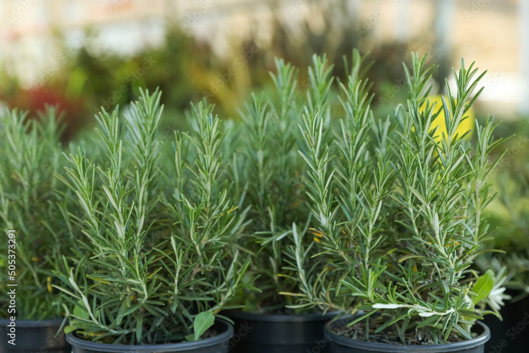 Rosemary Plant, Rosemary Bush, Live Plant - Etsy
