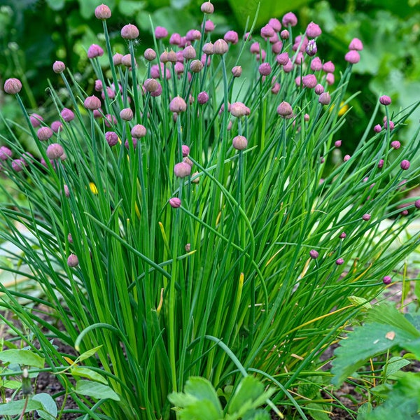 Ornamental Chive Plant - Etsy