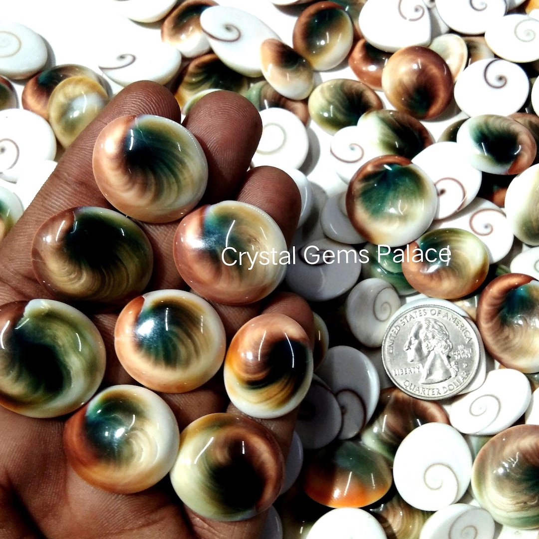 Natural Shiva Eye Shell Cabochons | Operculum Gemstone for Jewelry ...