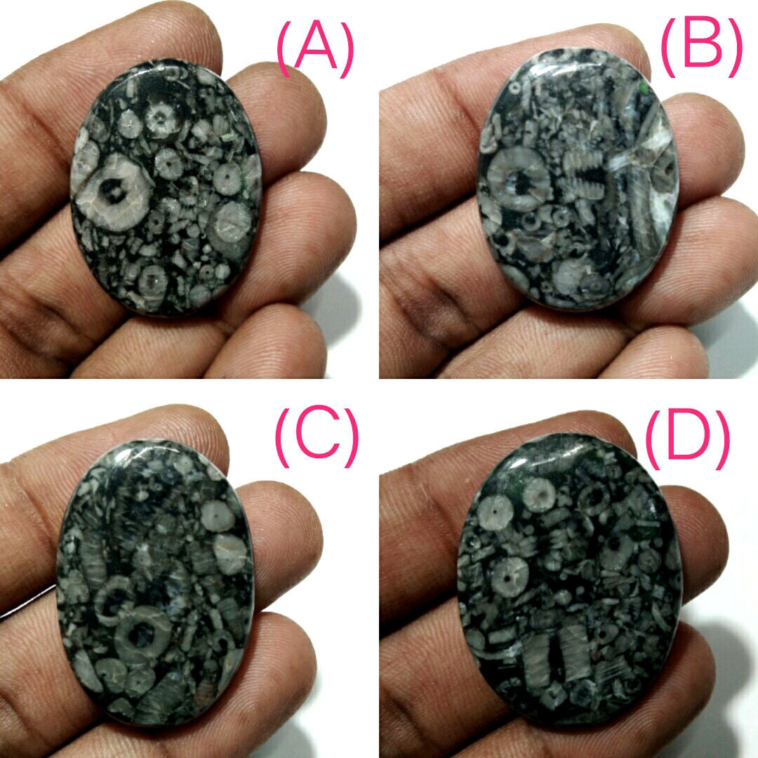 Very Beautiful Natural Crinoid Fossil Gemstone, Rare Crinoid Fossil ...