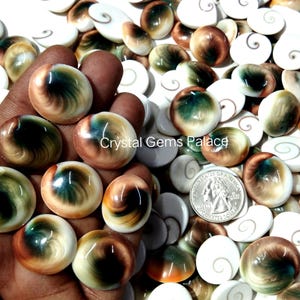 Natural Shiva Eye Shell, Ocean Shell Shiva Eye, Top Quality Shiva Eye ...