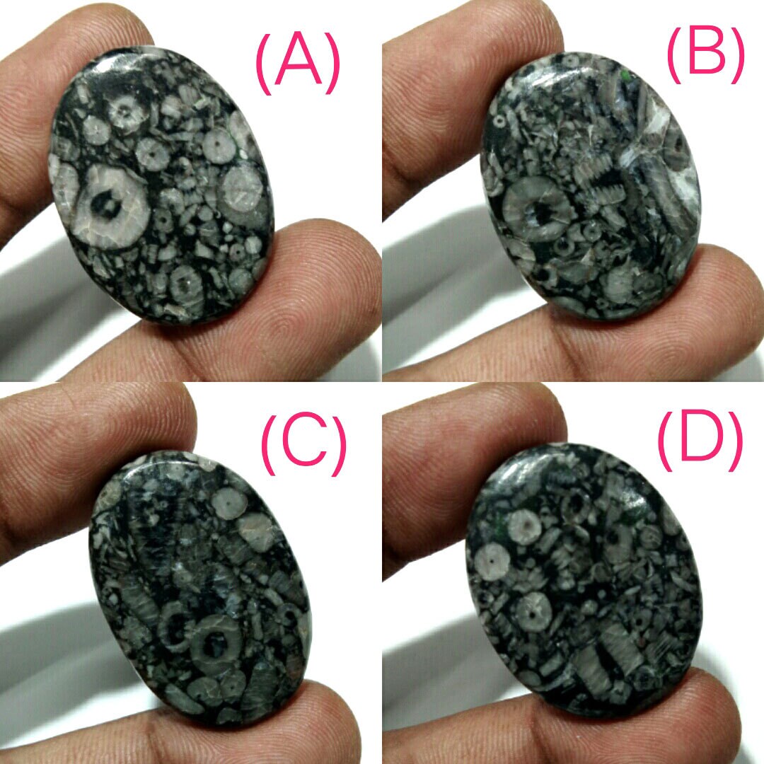 Very Beautiful Natural Crinoid Fossil Gemstone, Rare Crinoid Fossil ...