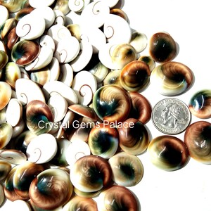 Natural Shiva Eye Shell, Ocean Shell Shiva Eye, Top Quality Shiva Eye ...