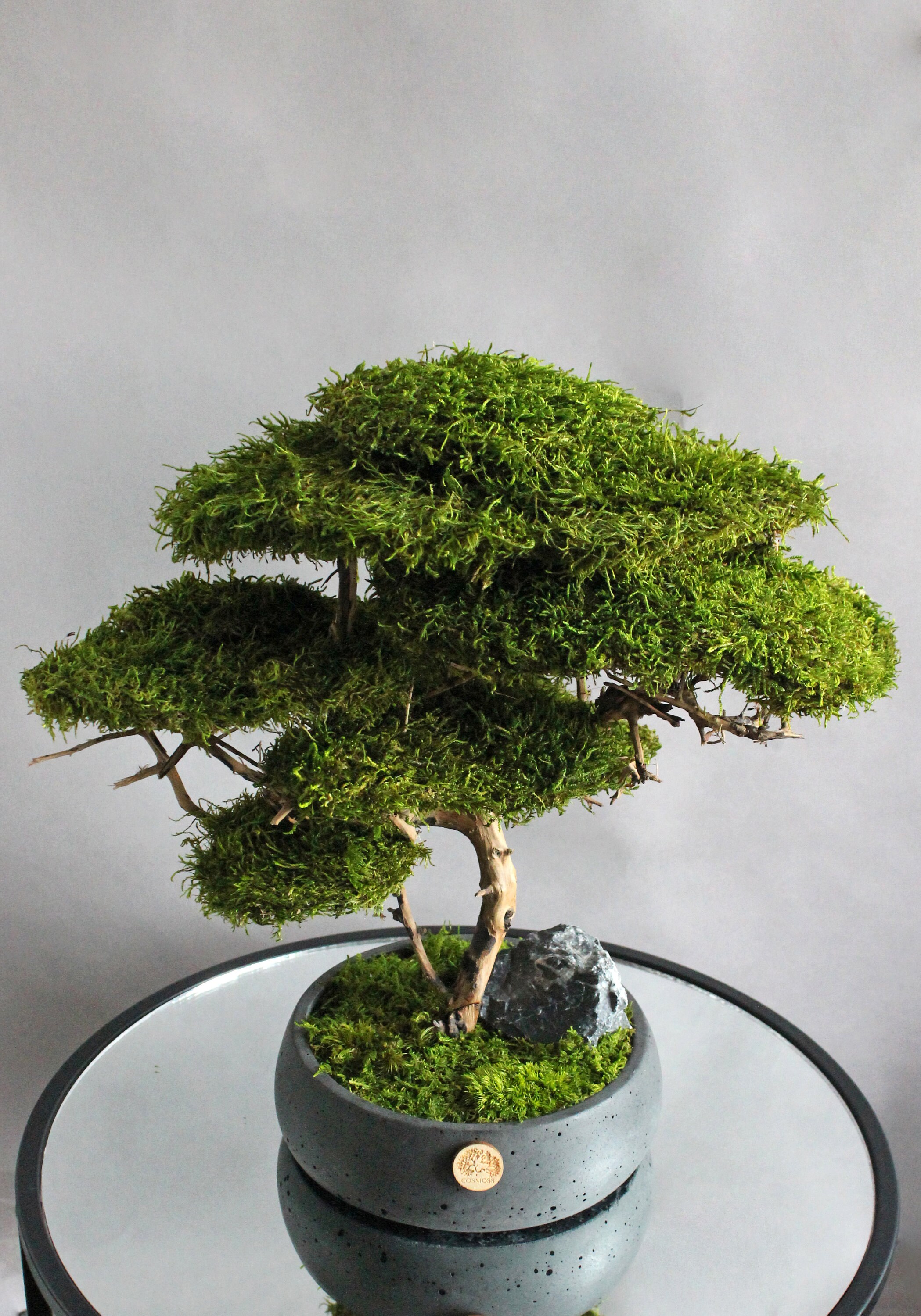 Natural Bonsai With Real Moss and Trunk - Etsy