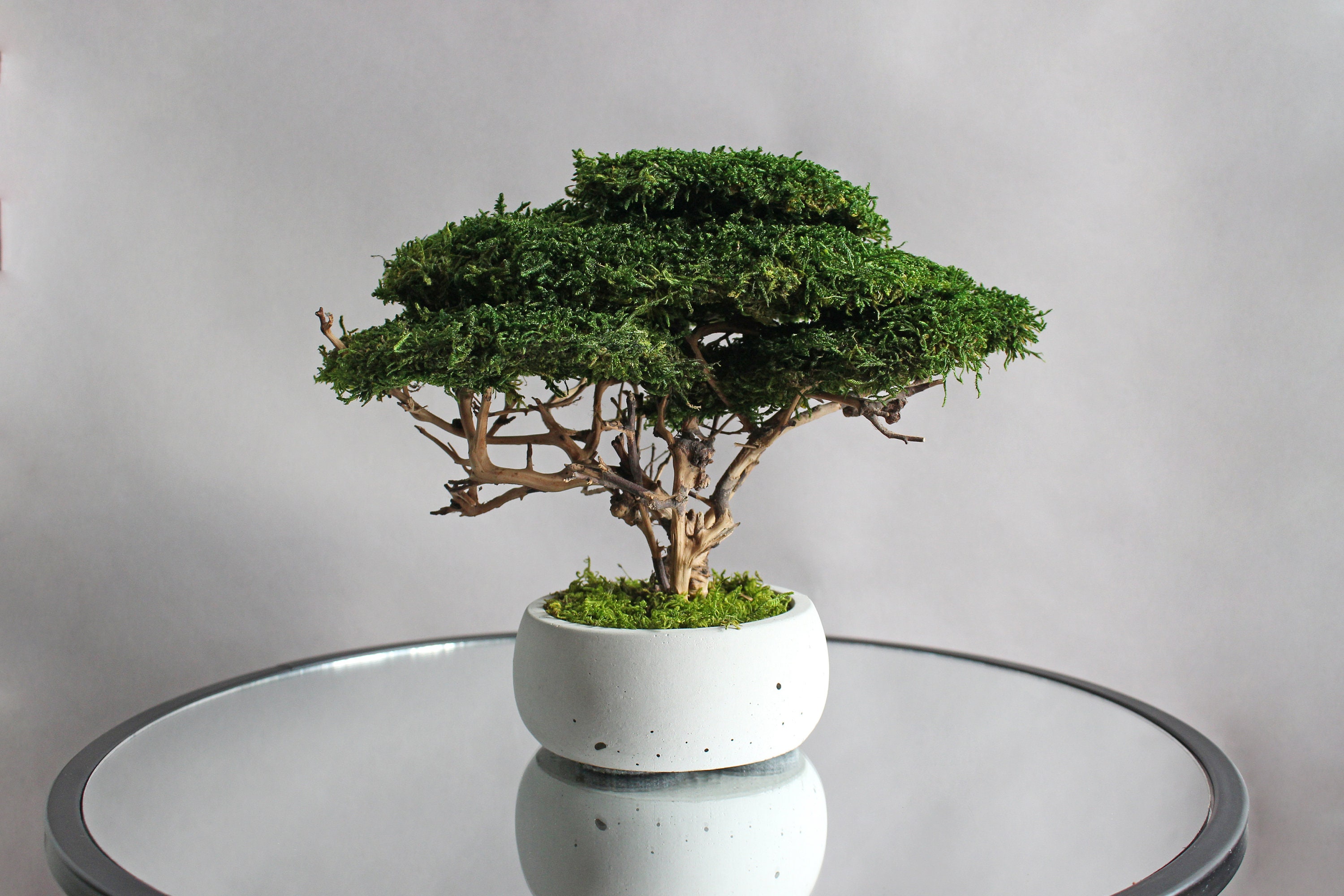 Natural Bonsai With Moss and Driftwood Indoor Plant Low Light - Etsy
