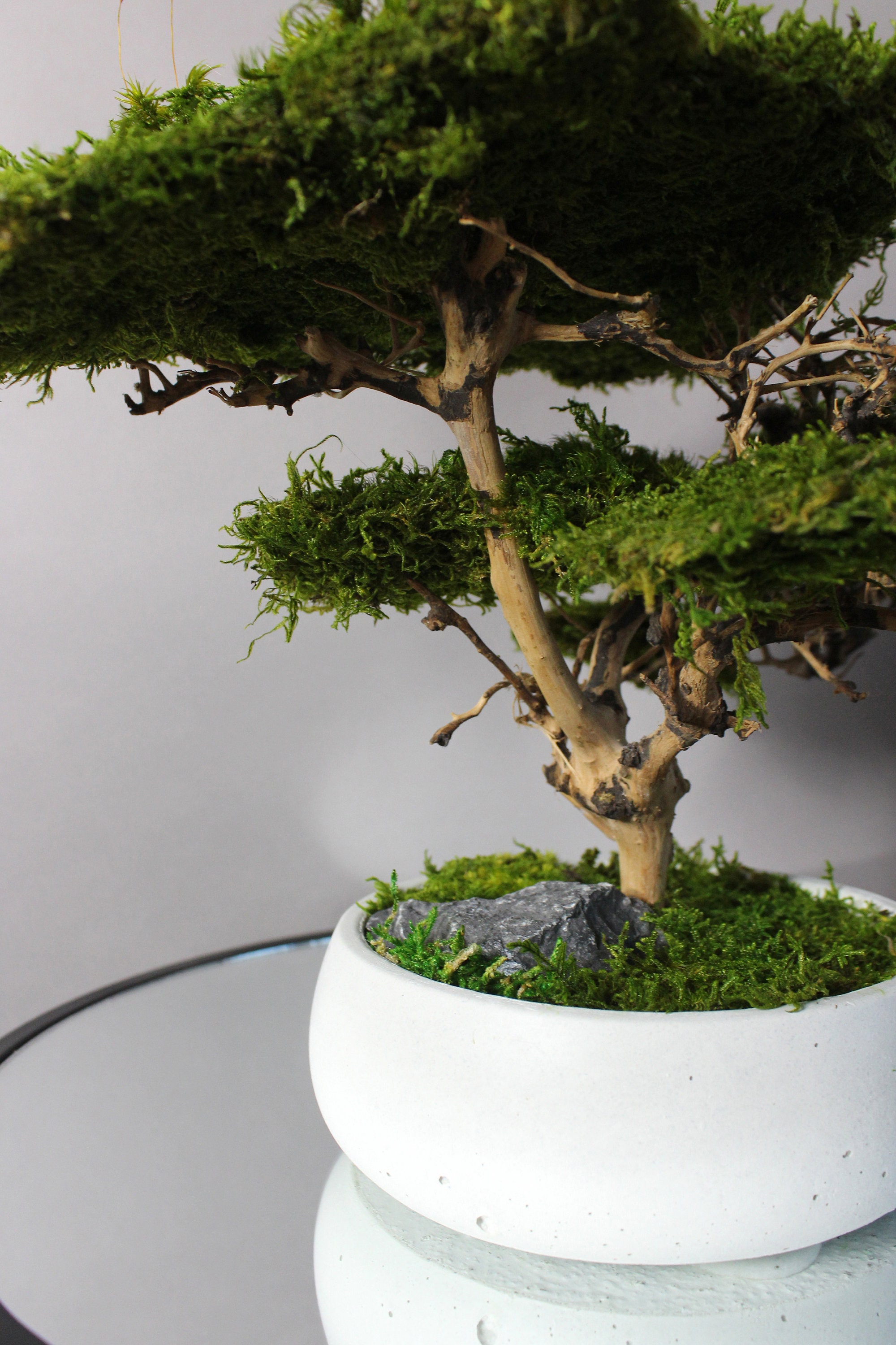 Savanna Acacia Tree, Realistic Bonsai With Natural Moss and Trunk ...