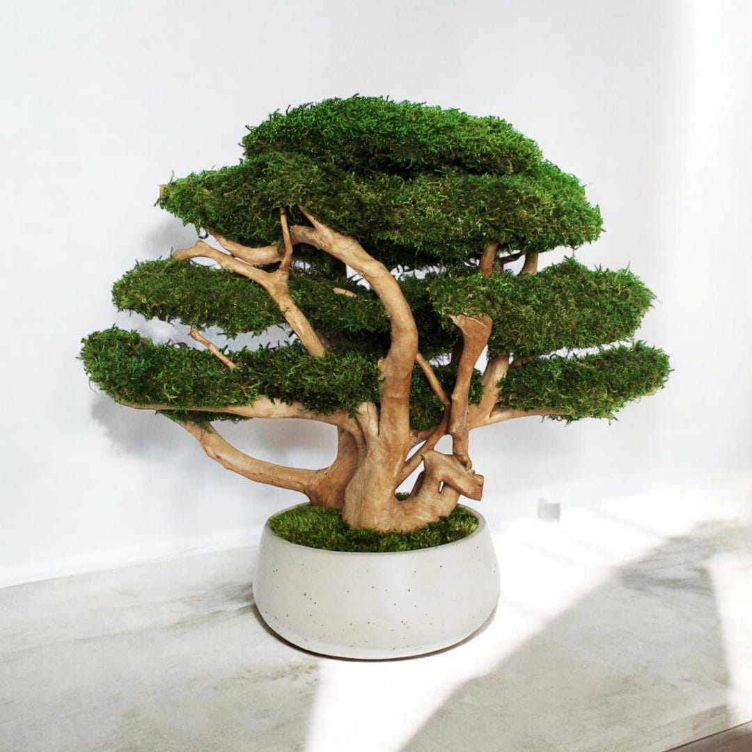 Natural Bonsai Tree in Concrete Pot, Realistic Artificial Bonsai Tree Made From Preserved Moss ...
