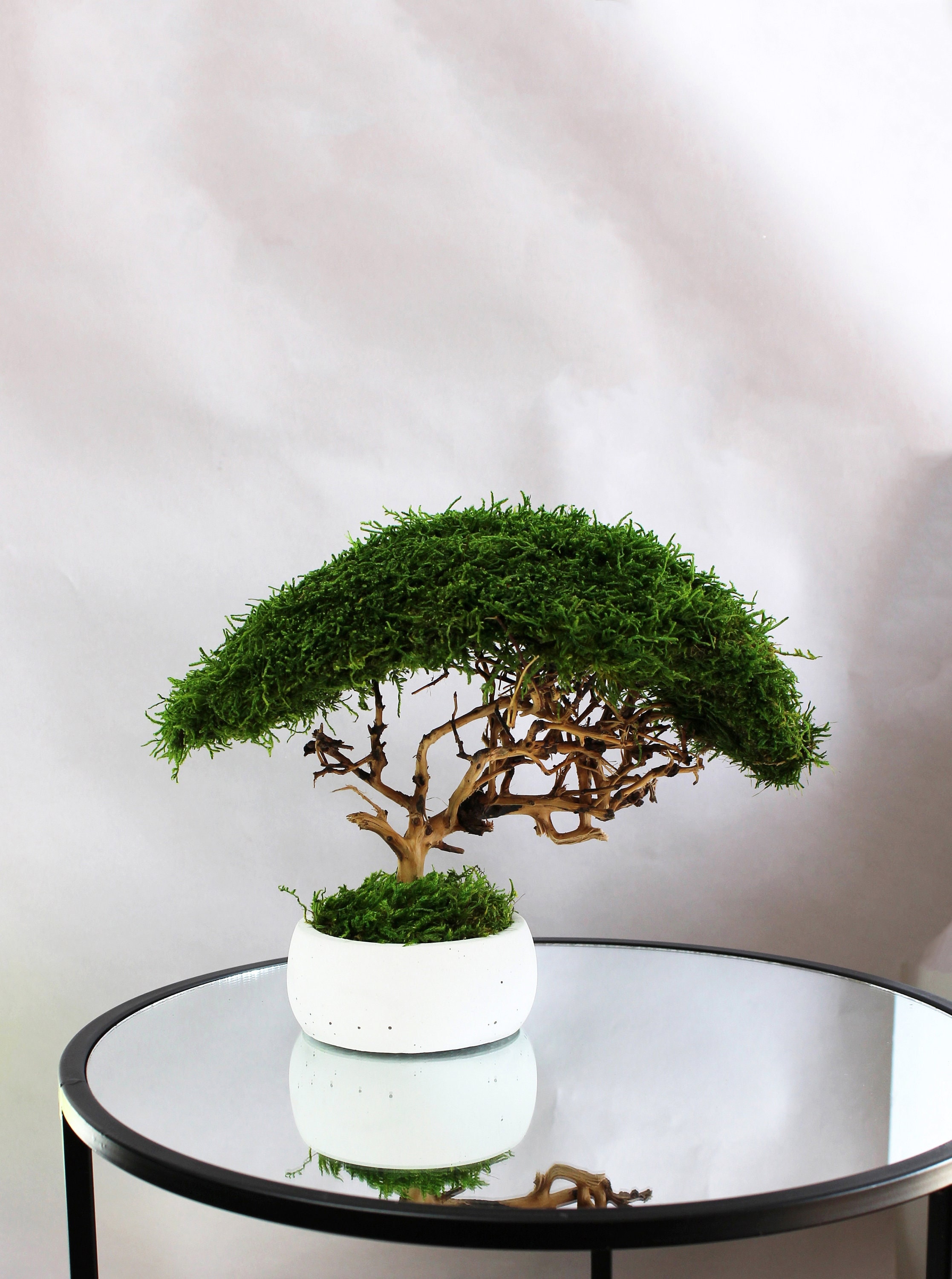 Natural Bonsai With Moss and Driftwood, Stabilized Plant in Concrete ...