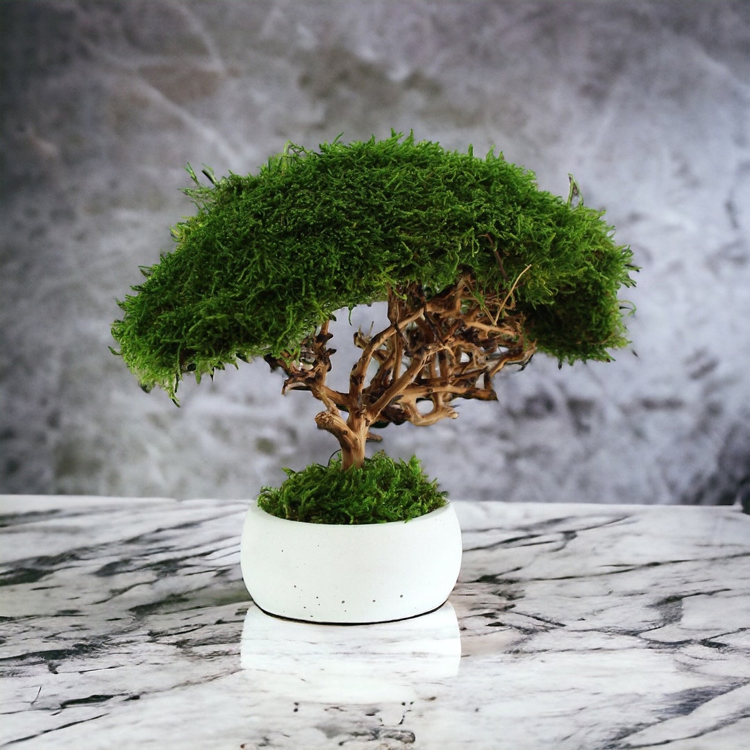 Natural Bonsai With Moss and Driftwood, Stabilized Plant in Concrete ...
