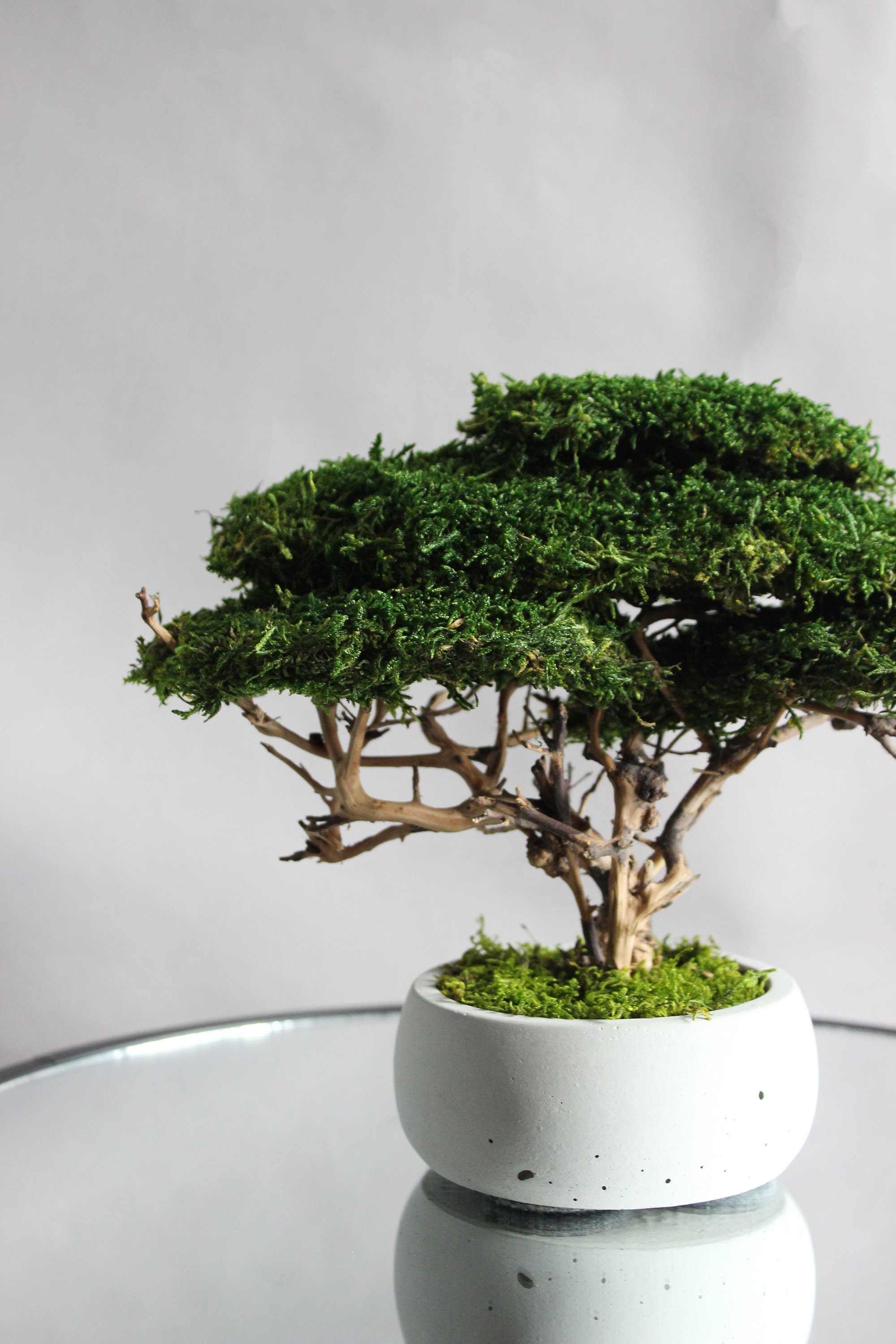 Natural Bonsai With Moss and Driftwood Indoor Plant Low Light - Etsy