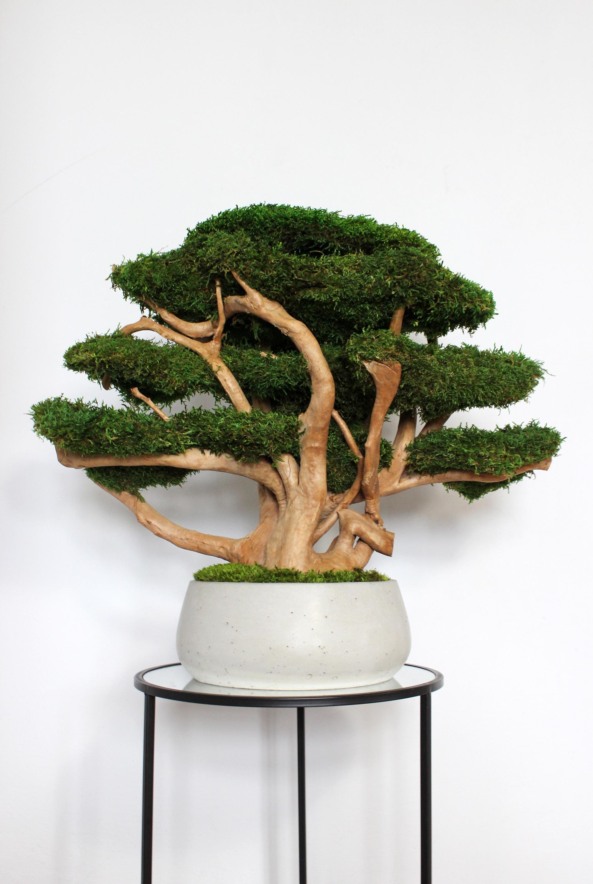 Large Indoor Bonsai Tree, Driftwood Bonsai for Living Room, Earth Tone ...