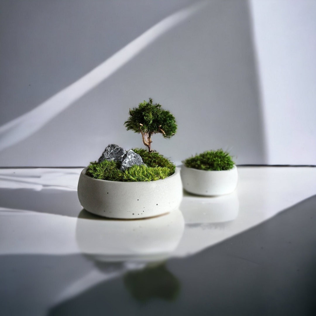Miniature Zen Garden Set: Concrete Pots With Moss & Tree - Etsy