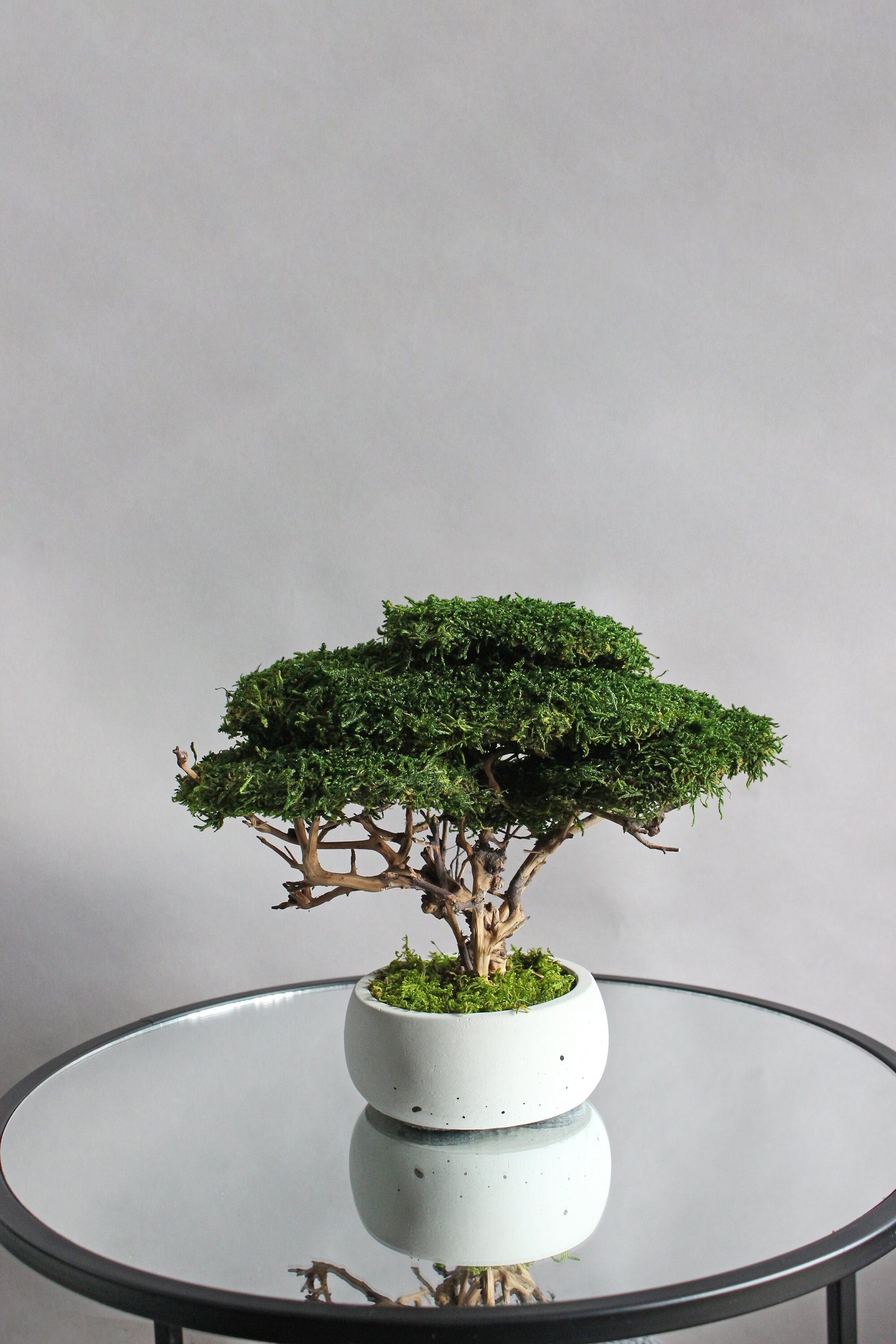 Natural Bonsai With Moss and Driftwood Indoor Plant Low Light - Etsy