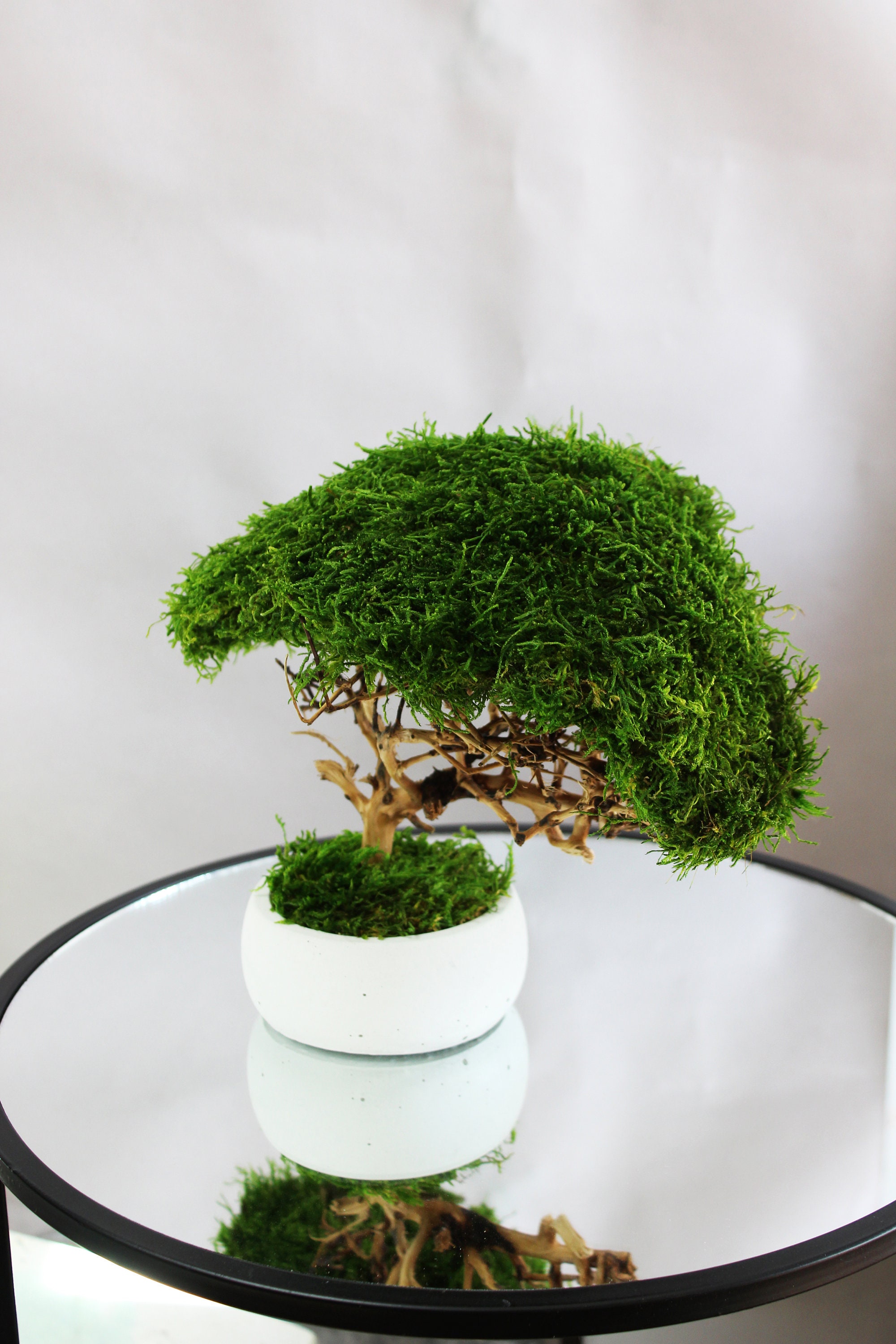 Natural Bonsai With Moss and Driftwood, Stabilized Plant in Concrete ...
