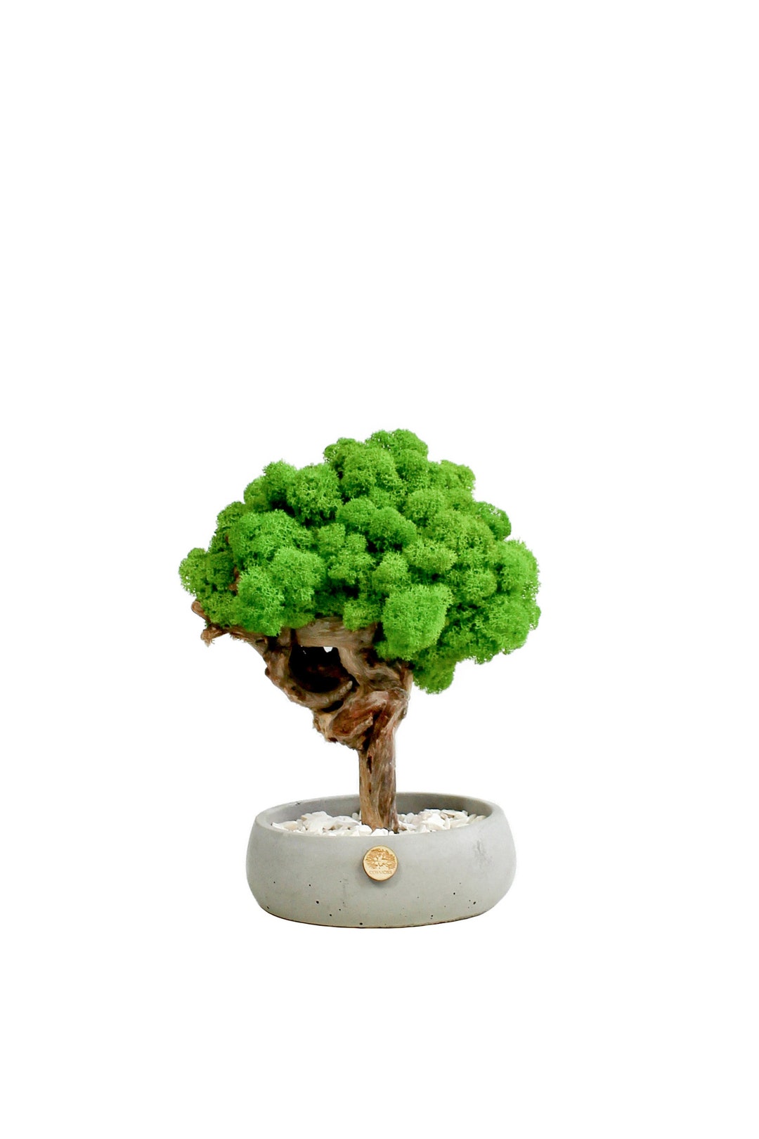Preserved Moss Bonsai Tree With Natural Root - Etsy