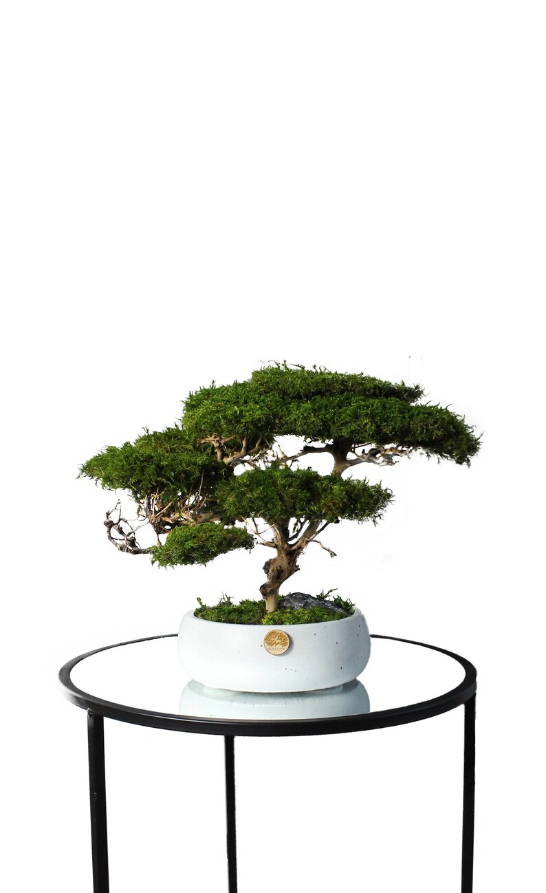 Savanna Acacia Tree Realistic Bonsai With Natural Moss and - Etsy