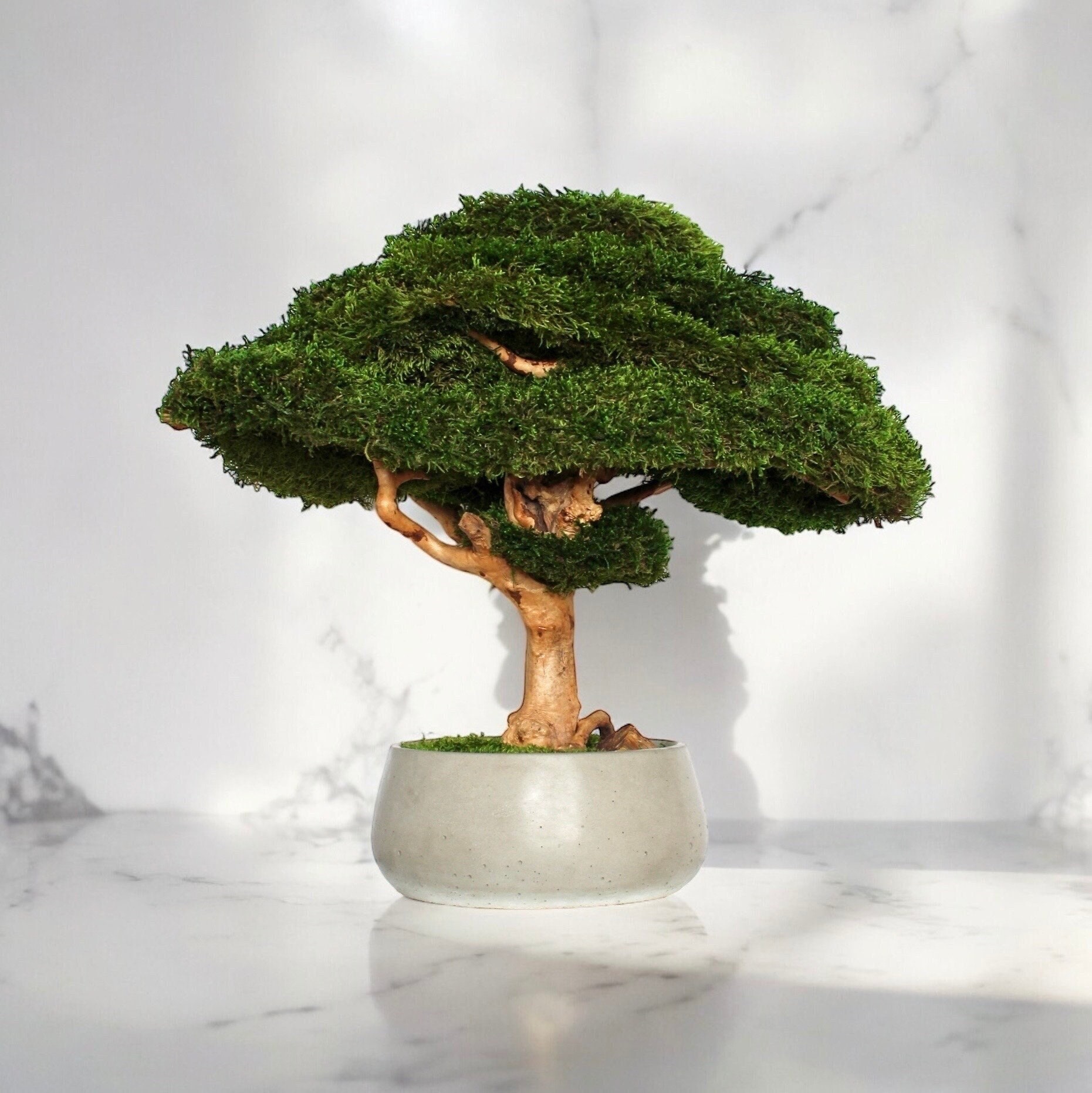 Large Bonsai Tree for Luxurious Home Decor, Heartfelt Gifts for Her ...