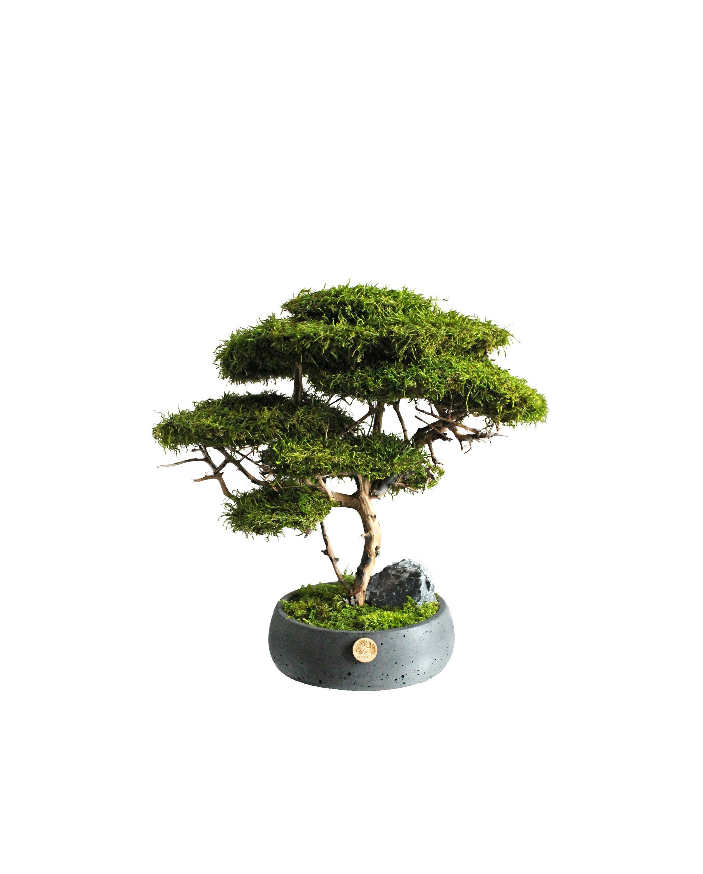 Natural Bonsai With Real Moss and Trunk - Etsy