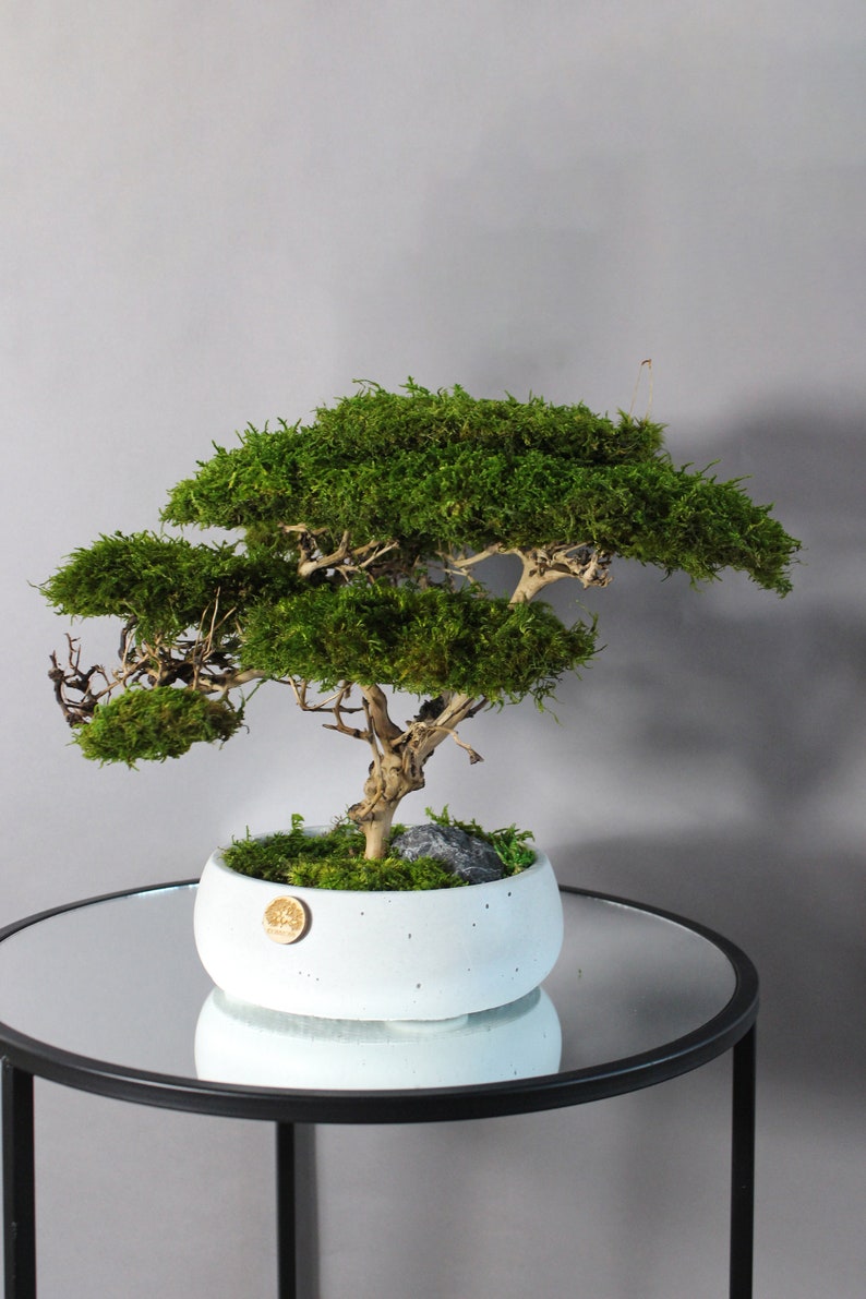 Savanna Acacia Tree Realistic Bonsai With Natural Moss and - Etsy