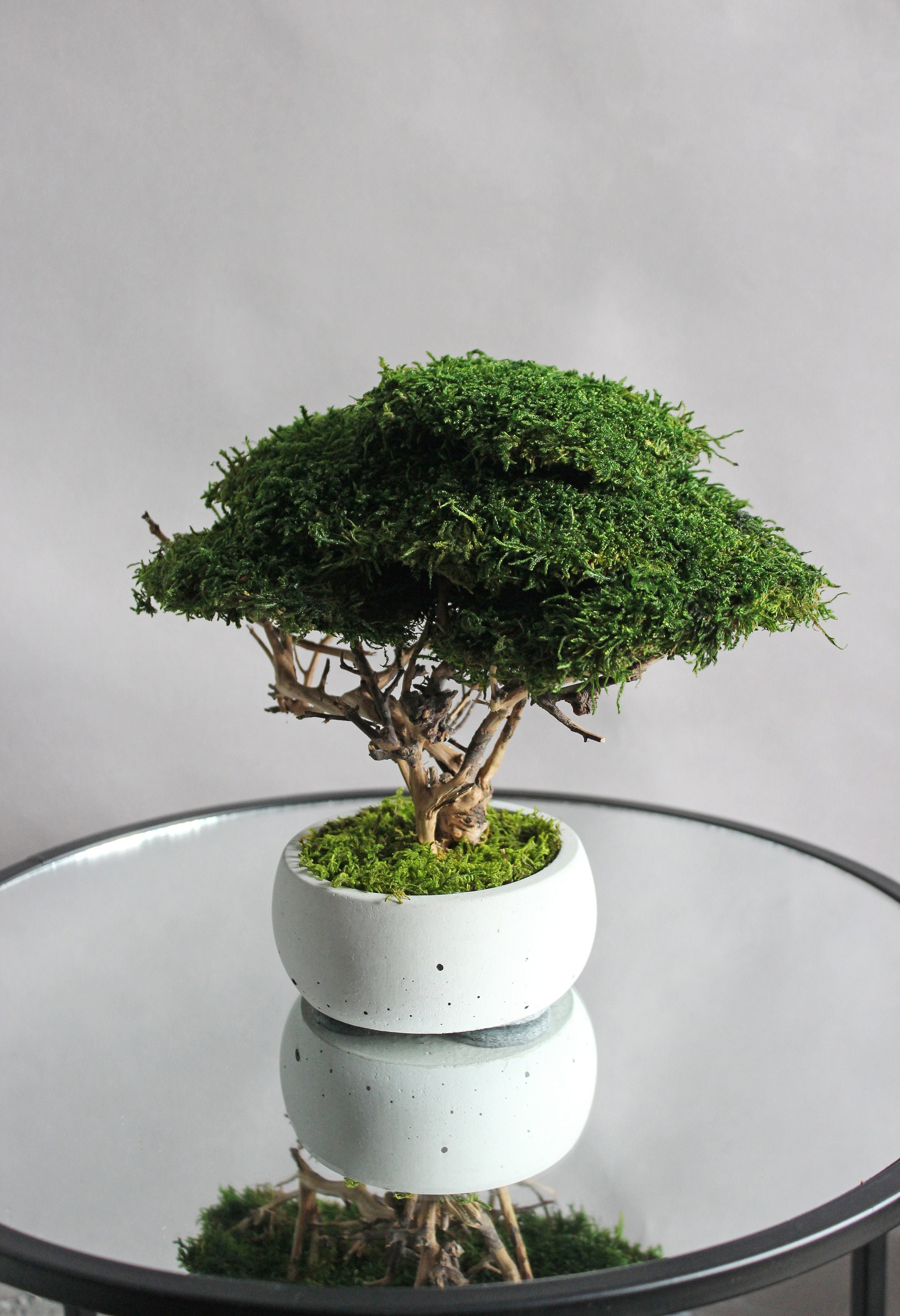 Natural Bonsai With Moss and Driftwood Indoor Plant Low Light - Etsy