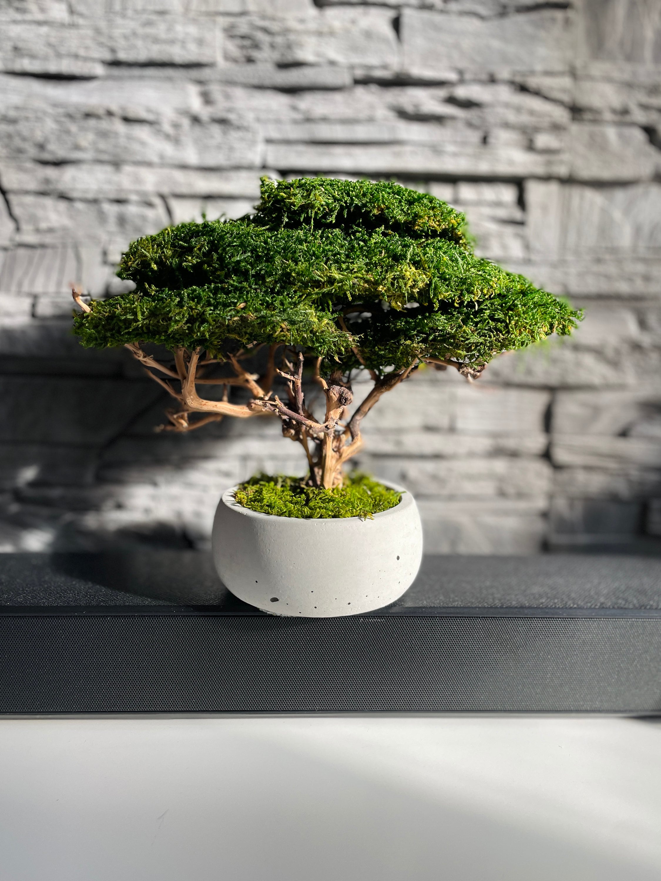 Natural Bonsai With Moss and Driftwood Indoor Plant Low Light - Etsy