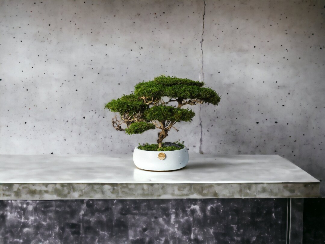 Savanna Acacia Tree, Realistic Bonsai With Natural Moss and Trunk - Etsy