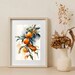 Oranges Watercolor Print, Orange and White Print, Orange Watercolor ...
