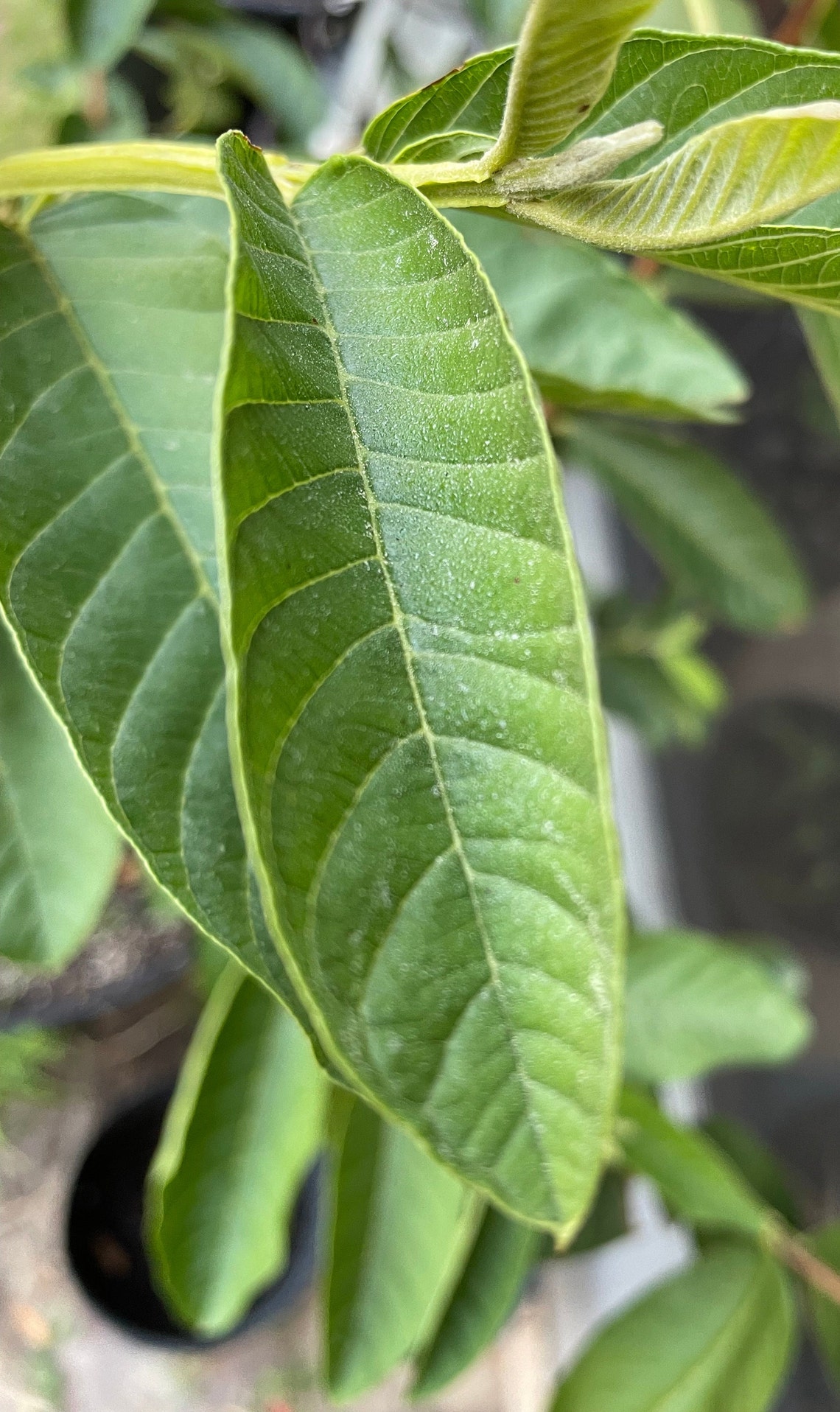 20 Dried Guava Leaves Dehydrated Great for Tea Organically Grown, No ...