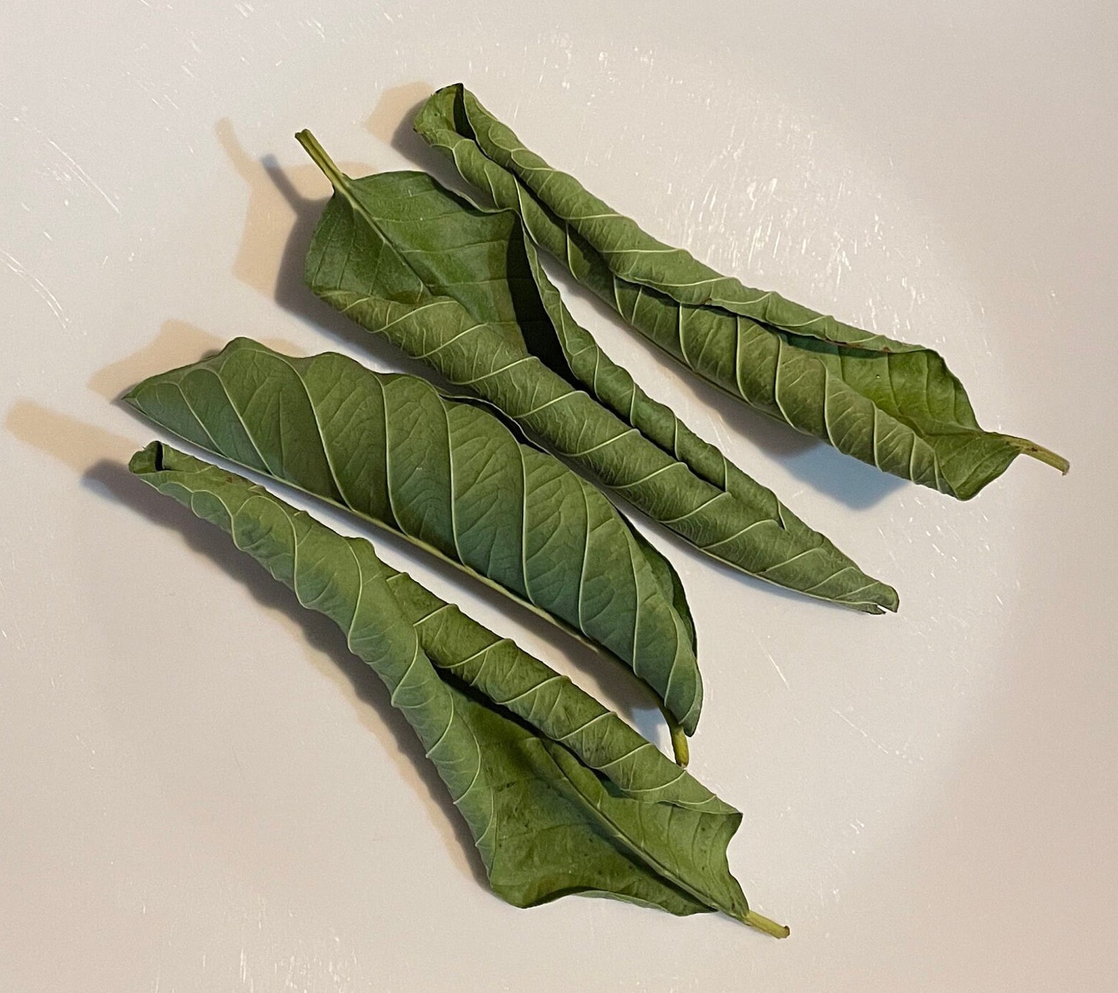 20 Dried Guava Leaves - Dehydrated - Great for Tea - Organically Grown ...