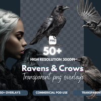30 Realistic Raven Photoshop Overlays - Transparent PNG, Bird Overlays ...