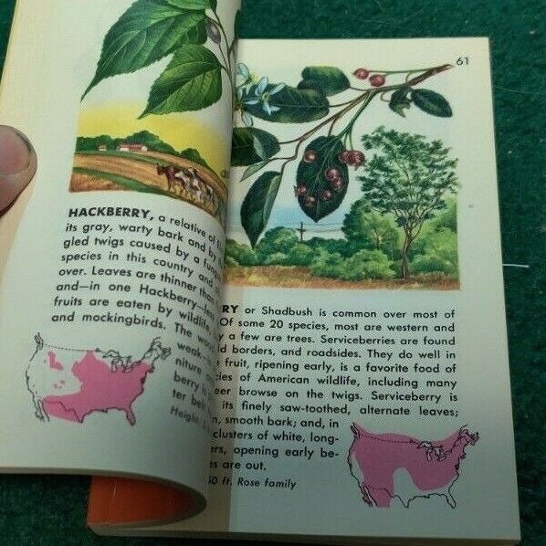 1956 TREES Golden Field Guide Color Illustrations Identification Great ...
