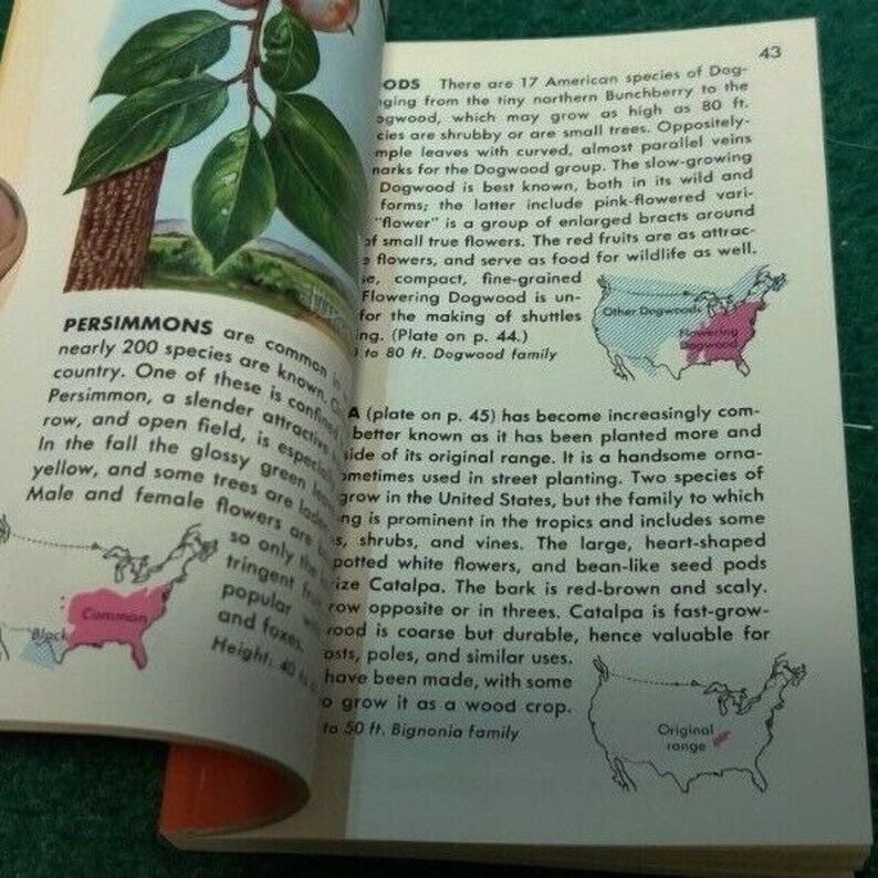 1956 TREES Golden Field Guide Color Illustrations Identification Great ...