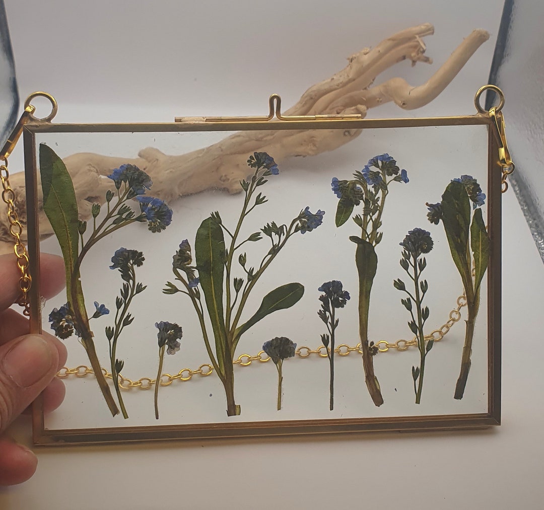 Forget Me Not, Wall Art Dried Pressed Real Flowers in Glass Frame 6x4 ...