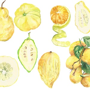 Digital 40 Watercolor Citron Clip Art, Frames, Citrus Digital Collage ...