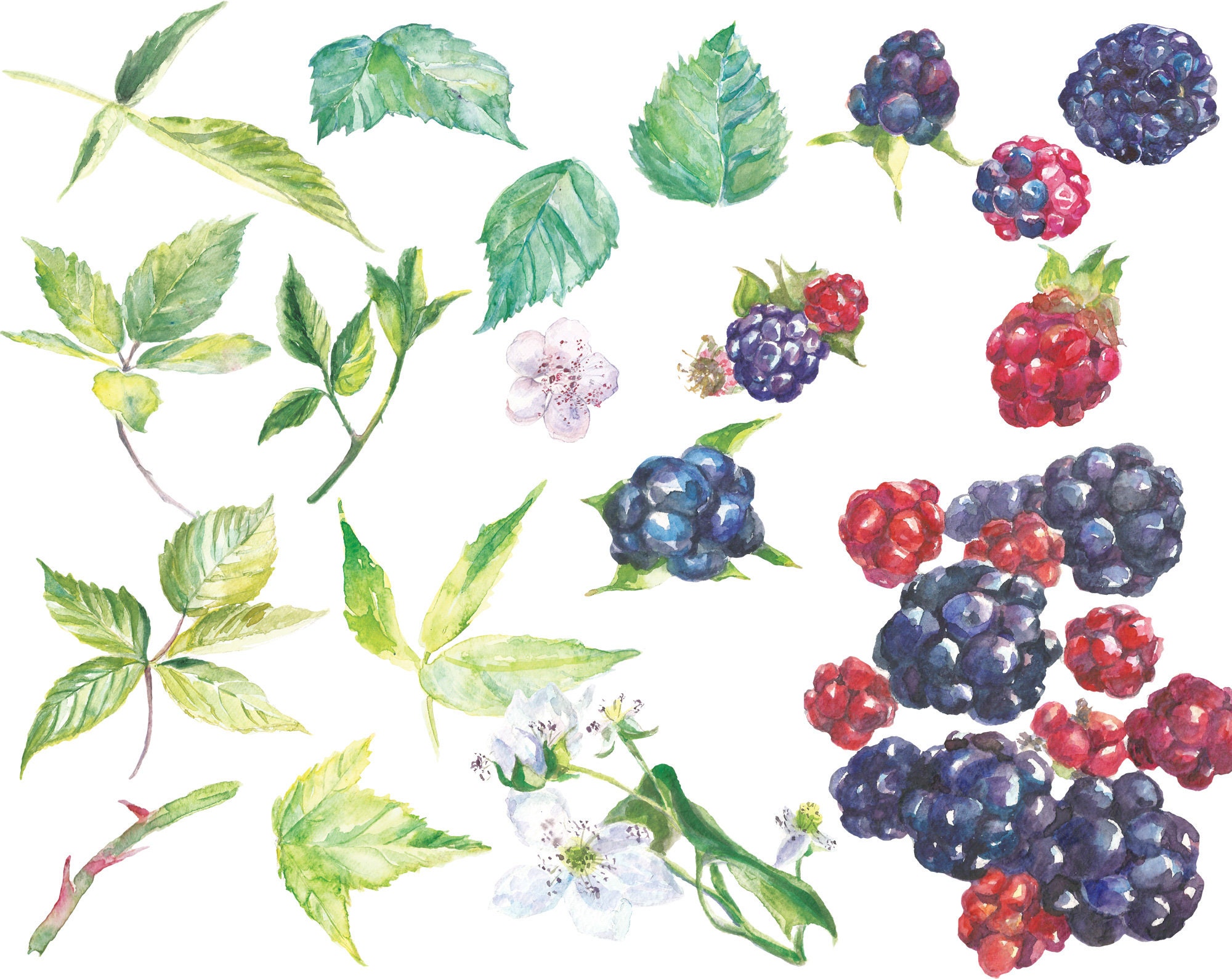 Digital Watercolor Blackberry Clipart, Printable Berries Scrapbooking ...