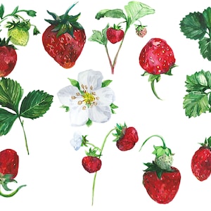 Digital Watercolor Strawberry Clipart, Printable Scrapbooking, Food ...
