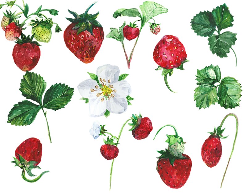 Digital Watercolor Strawberry Clipart, Printable Scrapbooking, Food ...
