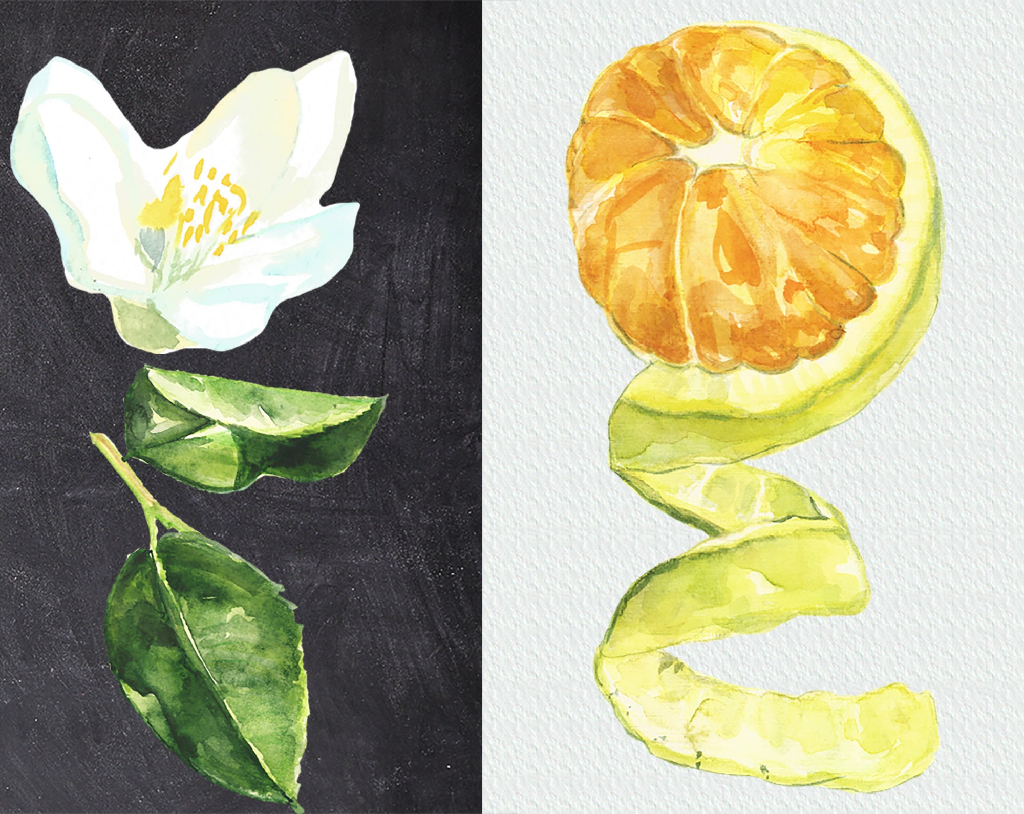 Digital 40 Watercolor Citron Clip Art, Frames, Citrus Digital Collage ...